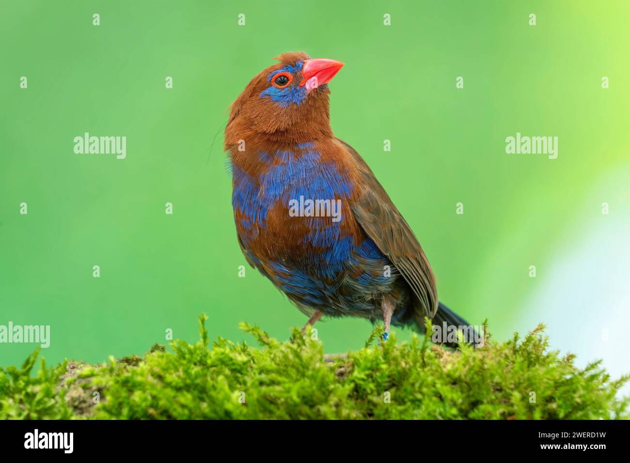 Grenadier bird hi-res stock photography and images - Alamy
