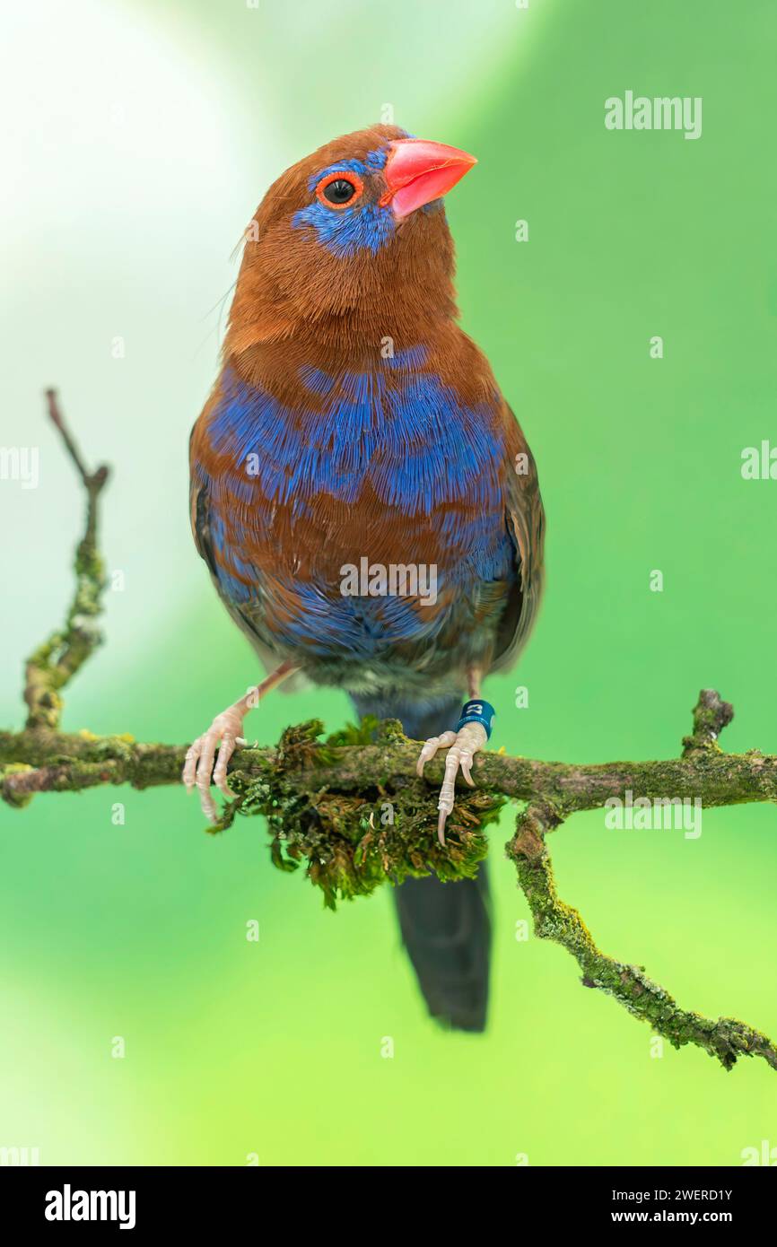 Grenadier bird hi-res stock photography and images - Alamy