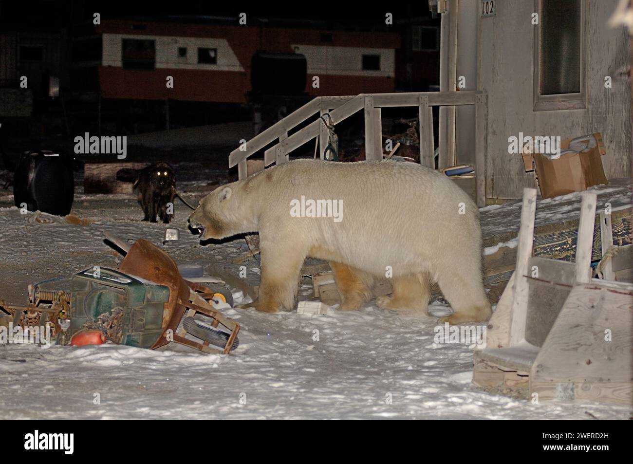 polar bear, Ursus maritimus, walking through the Arctic coastal village ...
