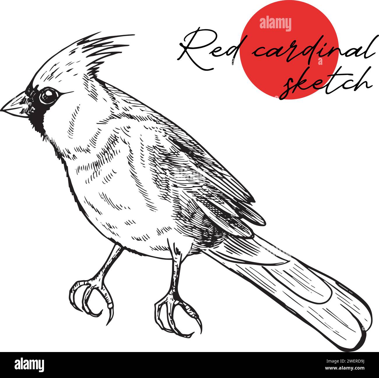 Red cardinal bird sketch, vector illustration. Engraved illustration ...