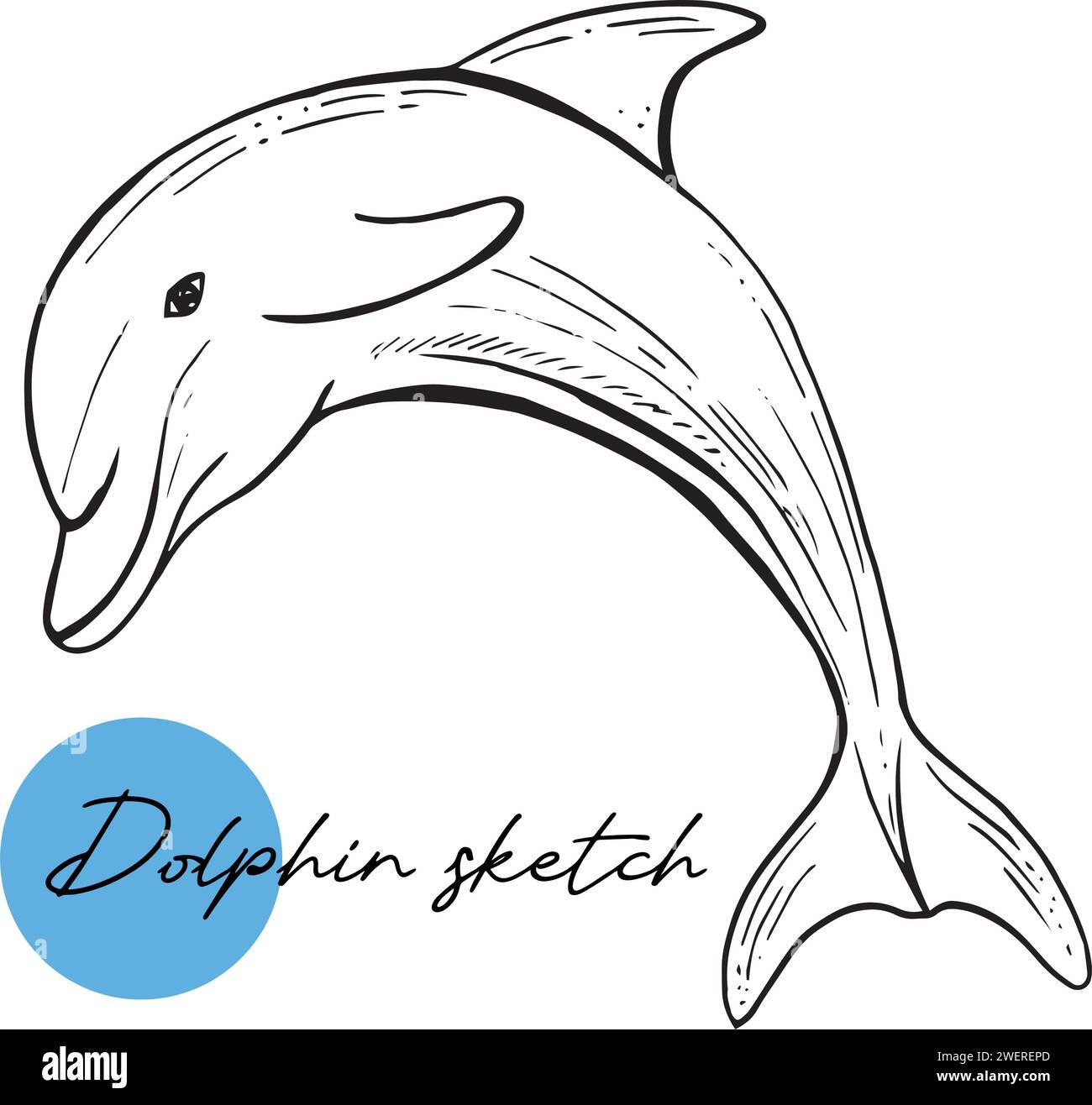 A bottlenose dolphin sketch. Hand drawn vector illustration. Sea mammal ...