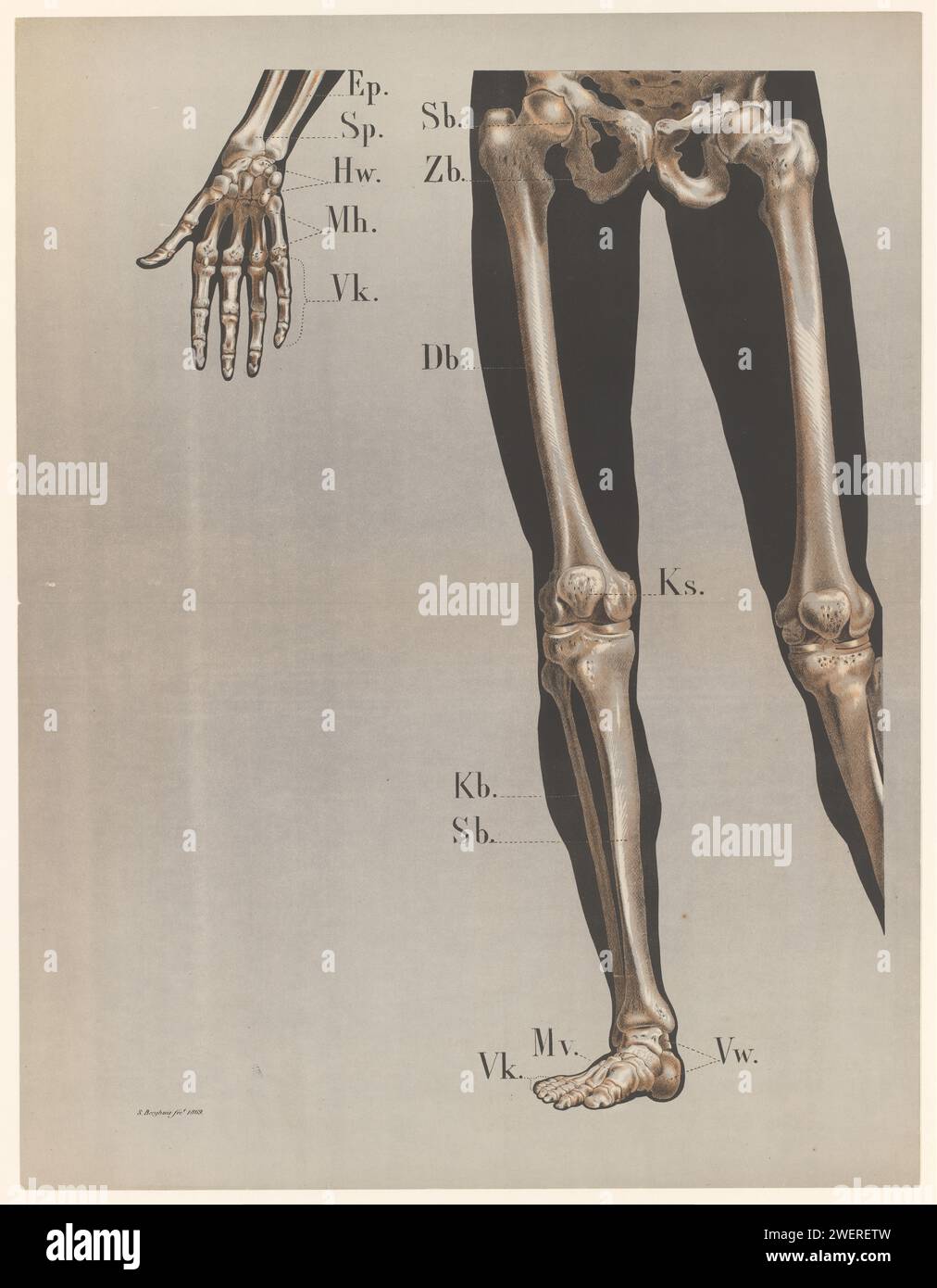 Anatomy of the bones in the hand, legs and feet, Sybolt Berghuis, 1869 ...