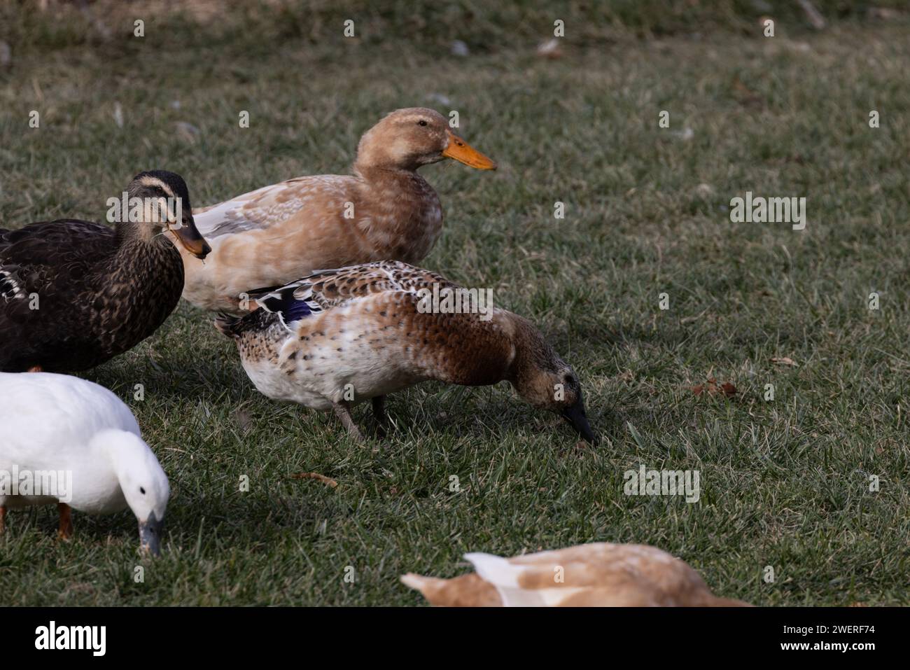 Ducks foraging in lawn hi-res stock photography and images - Alamy