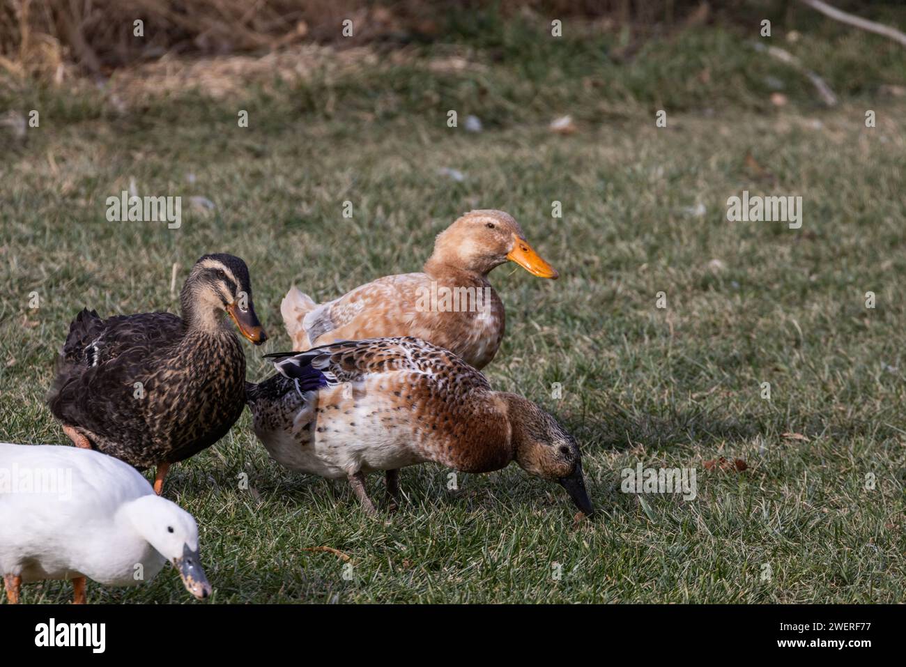 Ducks foraging in lawn hi-res stock photography and images - Alamy