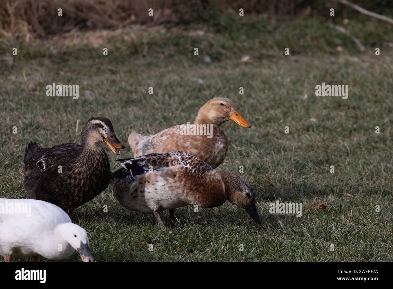 Ducks foraging in lawn hi-res stock photography and images - Alamy