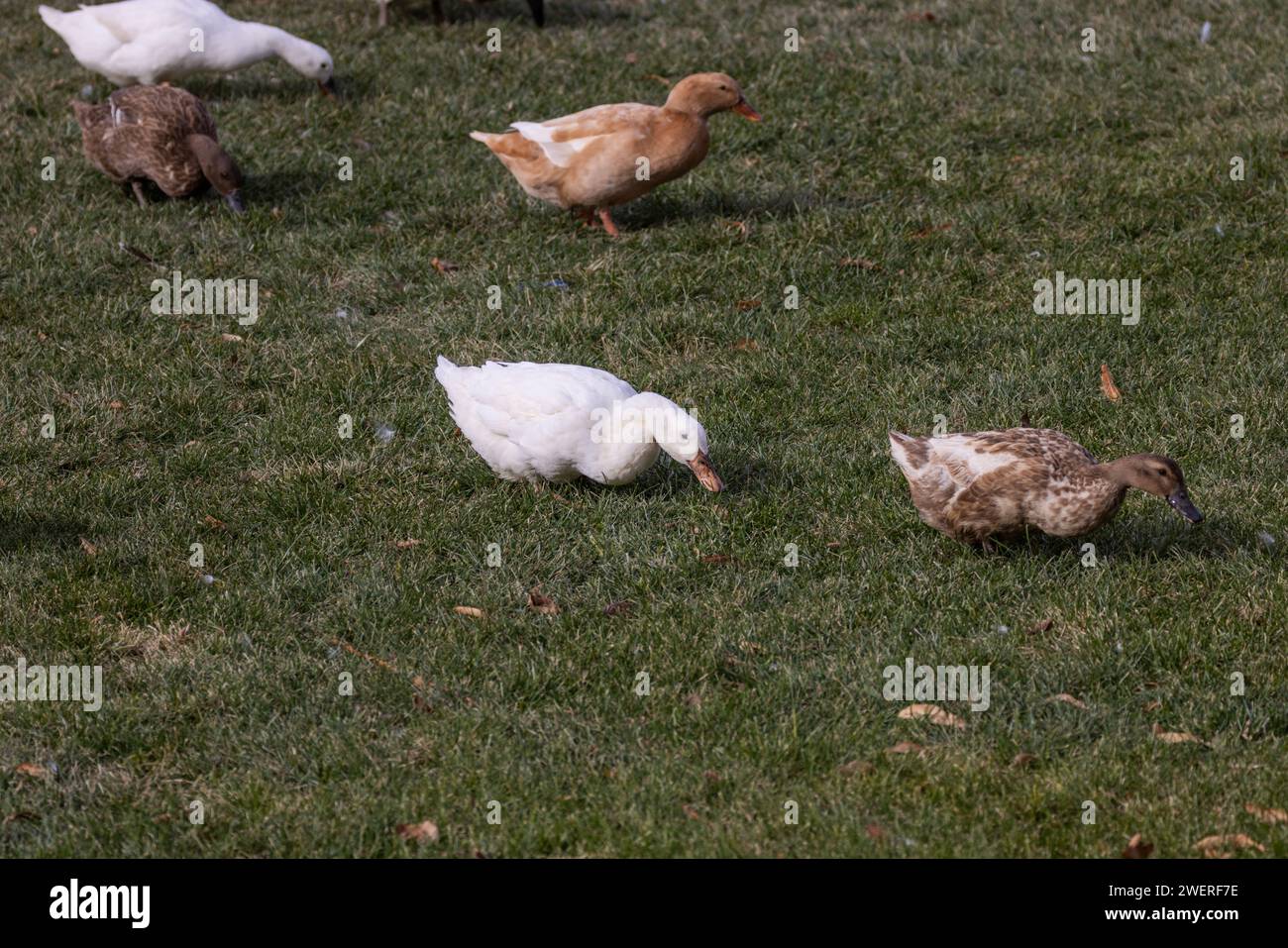 Ducks foraging in lawn hi-res stock photography and images - Alamy