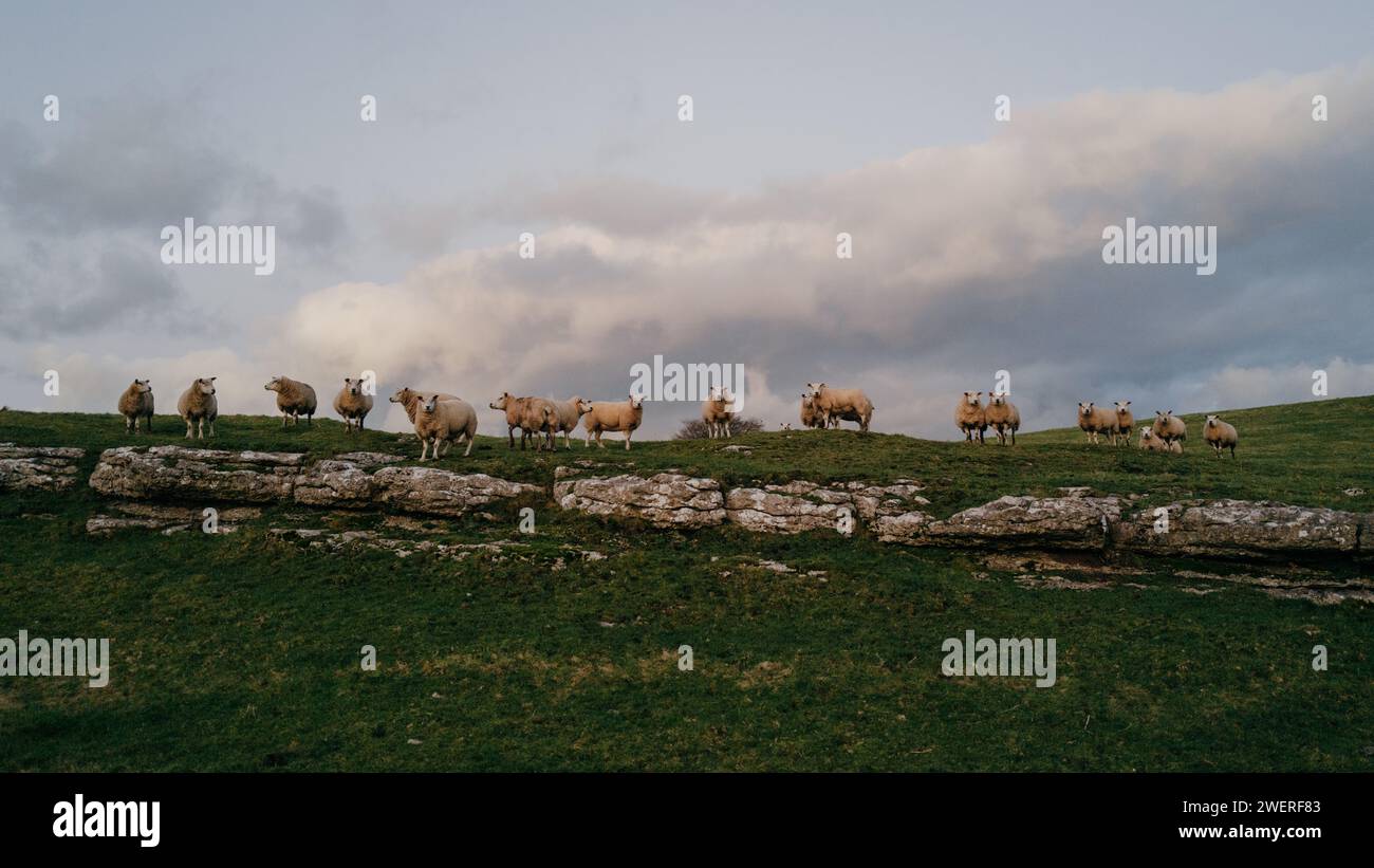 Sheep on slope hi-res stock photography and images - Alamy