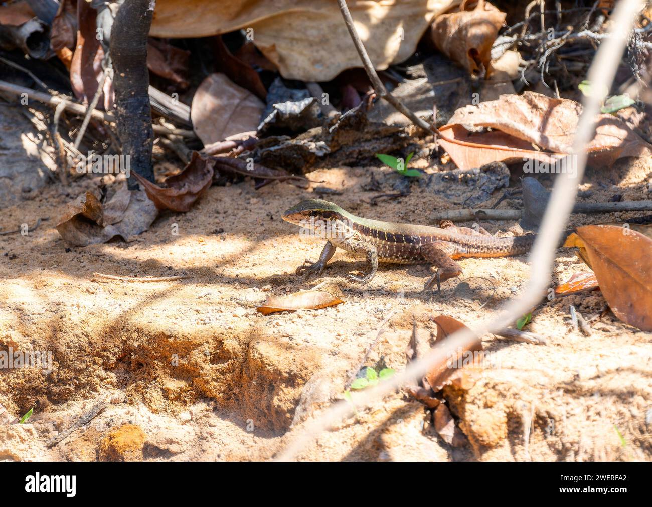 Giant Ameiva (Ameiva ameiva) on th Ground in Brazil Stock Photo - Alamy