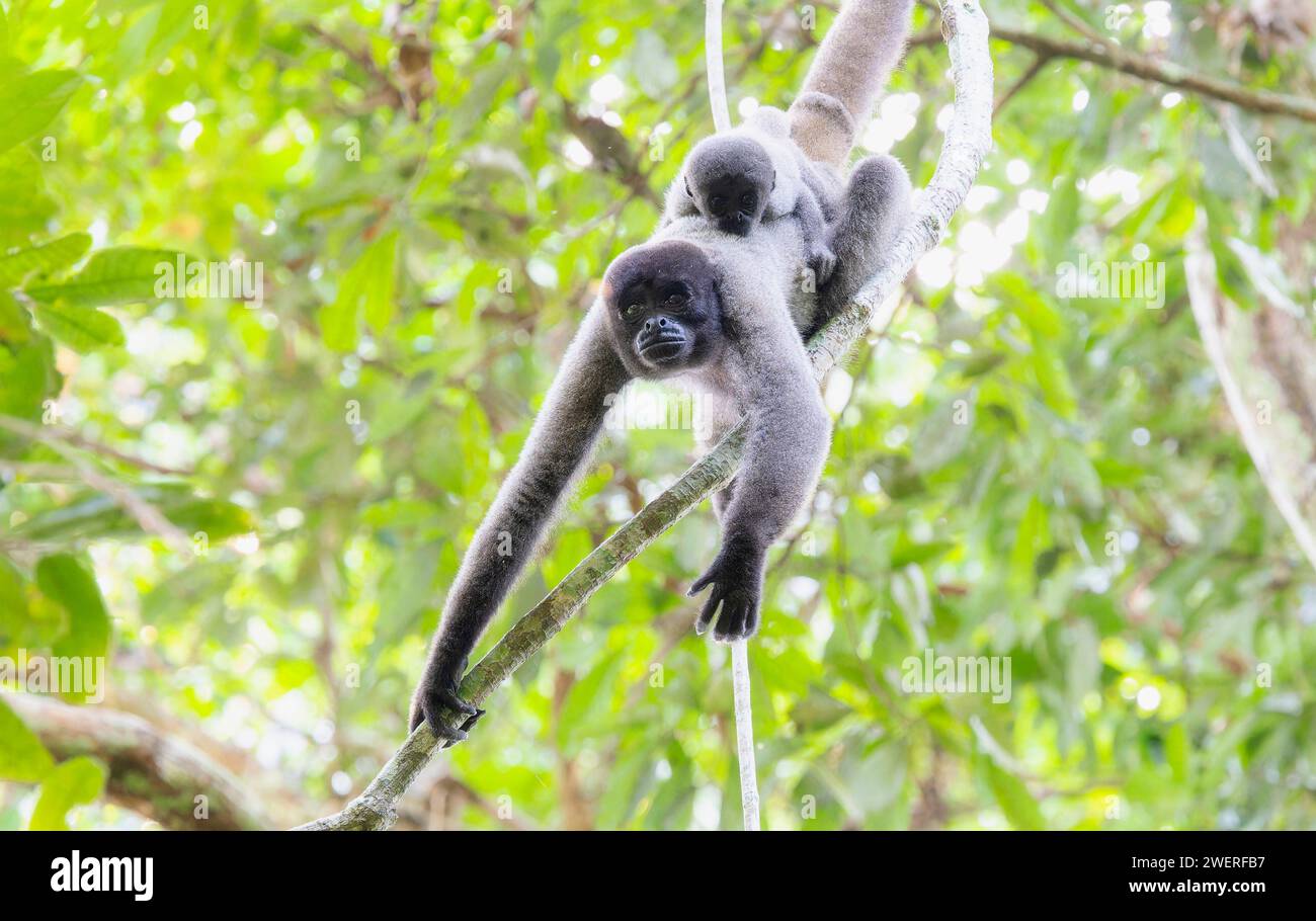 The Endangered Gray Woolly Monkey (Lagothrix lagothricha ssp. cana) in ...