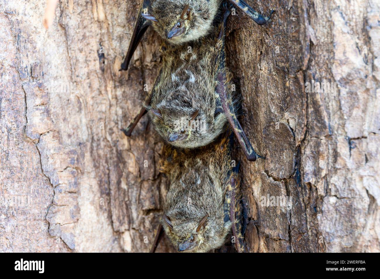 Proboscis Bat (Rhynchonycteris naso) Resting on a Tree in a Group ...