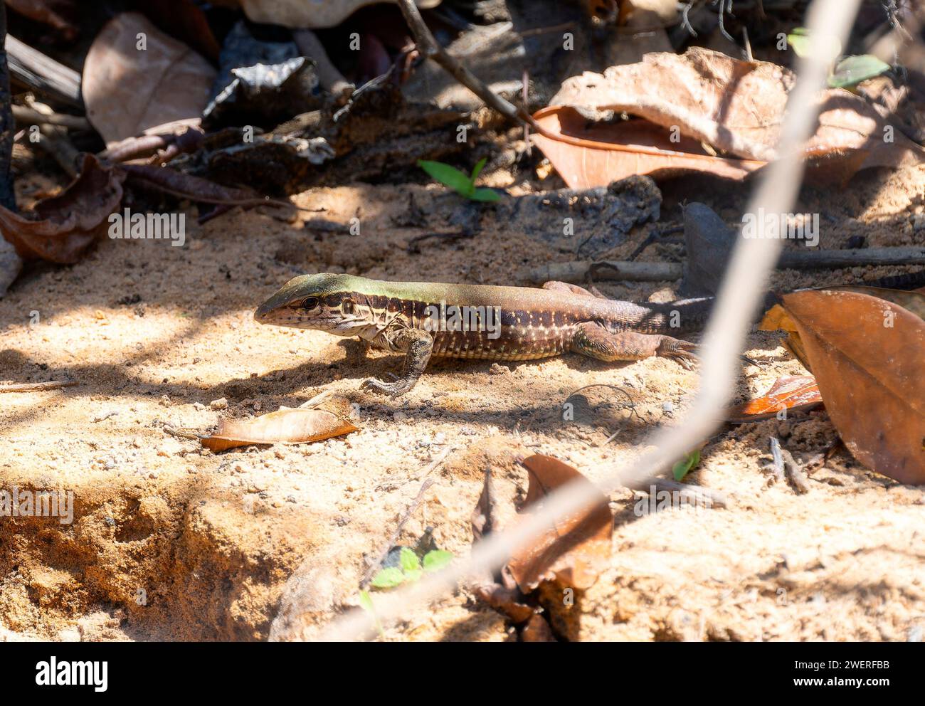 Giant Ameiva (Ameiva ameiva) on th Ground in Brazil Stock Photo - Alamy