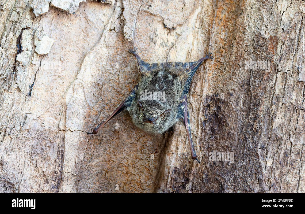 Proboscis Bat (Rhynchonycteris naso) Resting on a Tree During Daylight ...