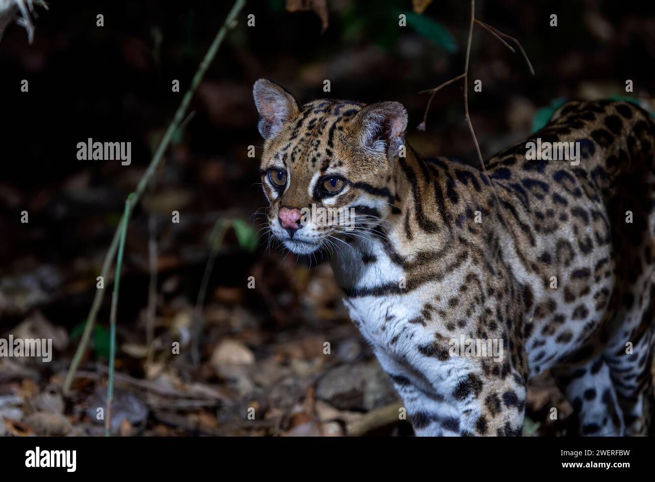 Beautiful Wild Ocelot (Leopardus pardalis) in a Brazil Forest at Night ...