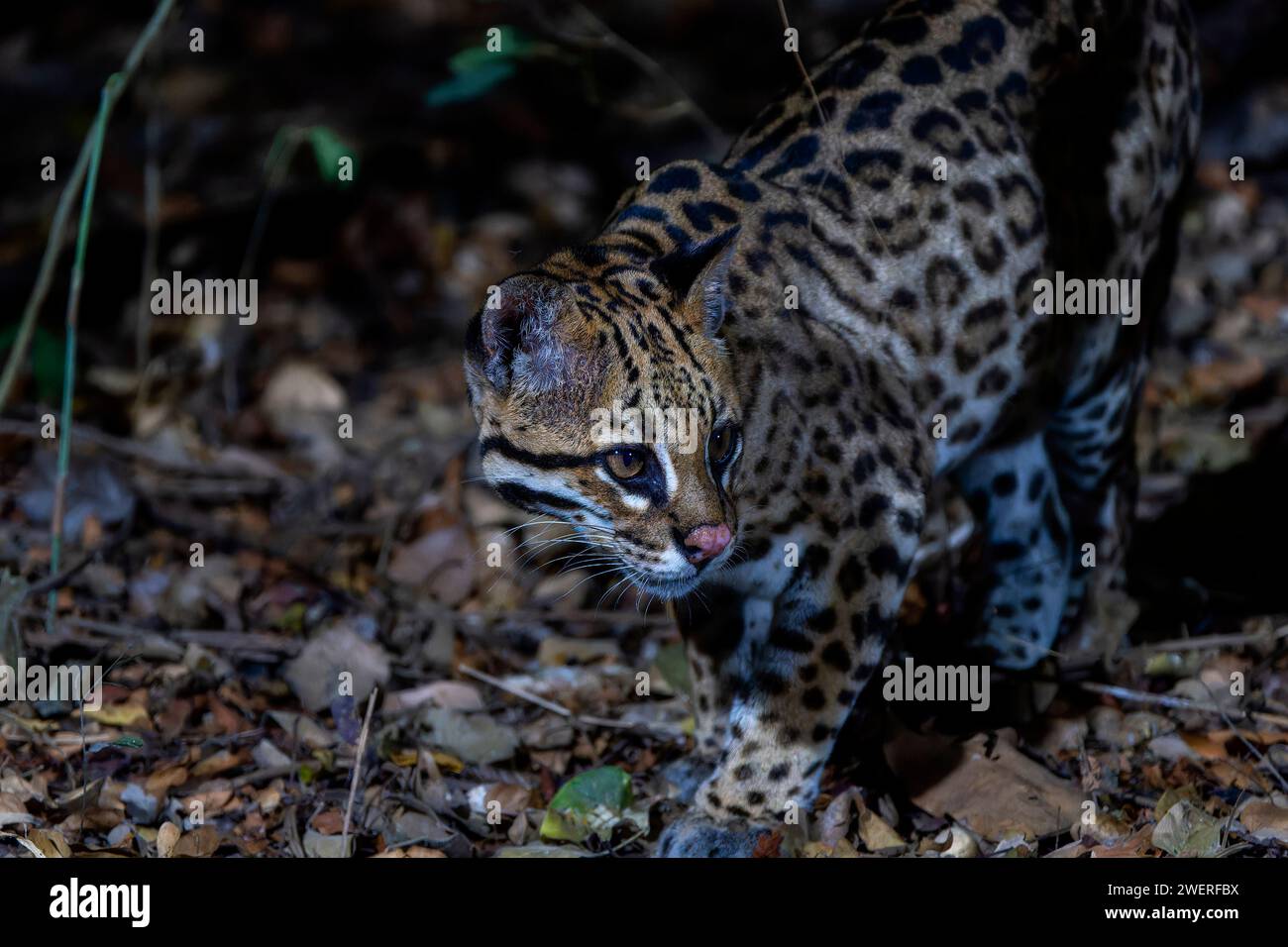 Beautiful Wild Ocelot (Leopardus pardalis) in a Brazil Forest at Night ...