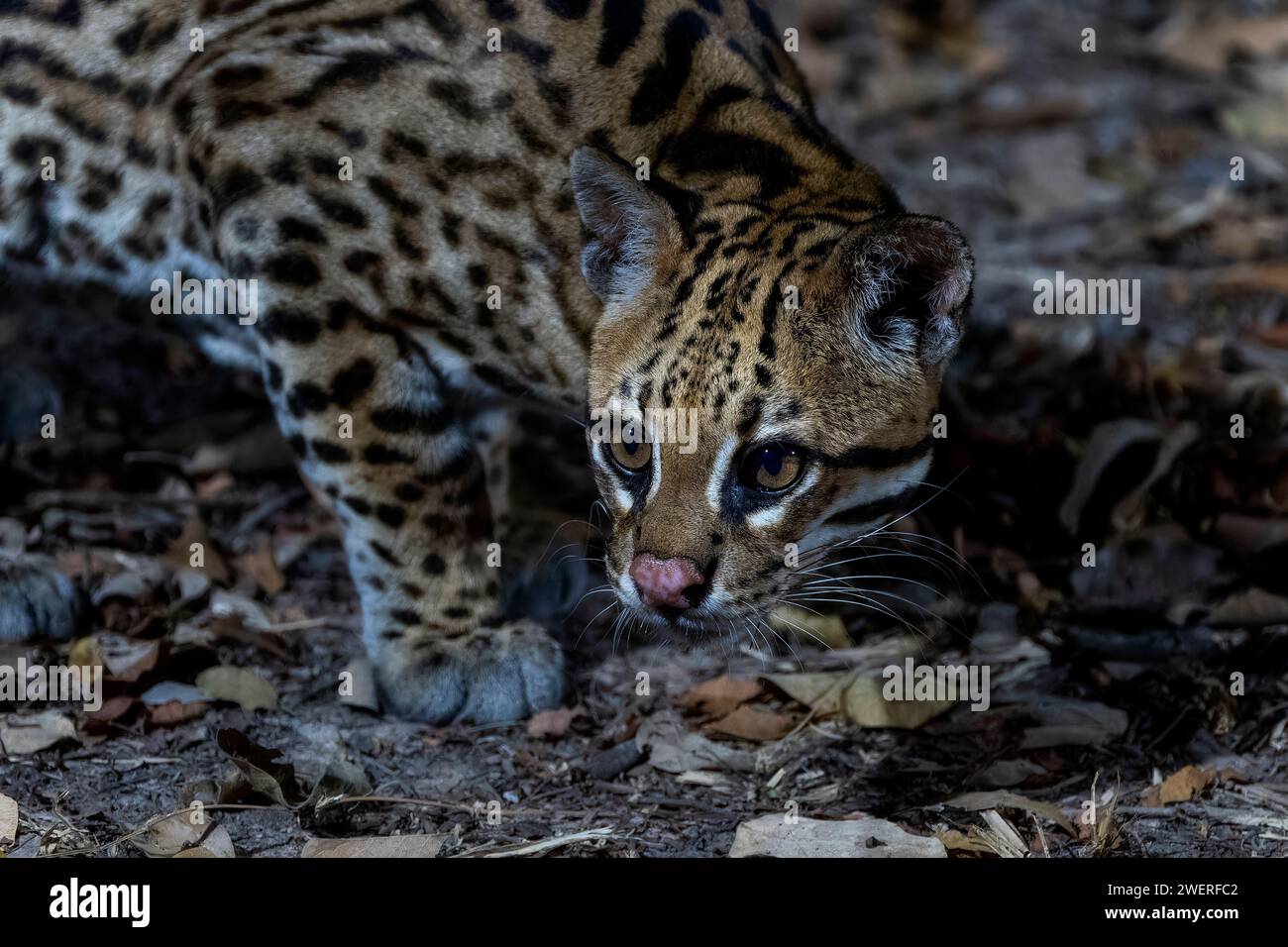 Beautiful Wild Ocelot (Leopardus pardalis) in a Brazil Forest at Night ...