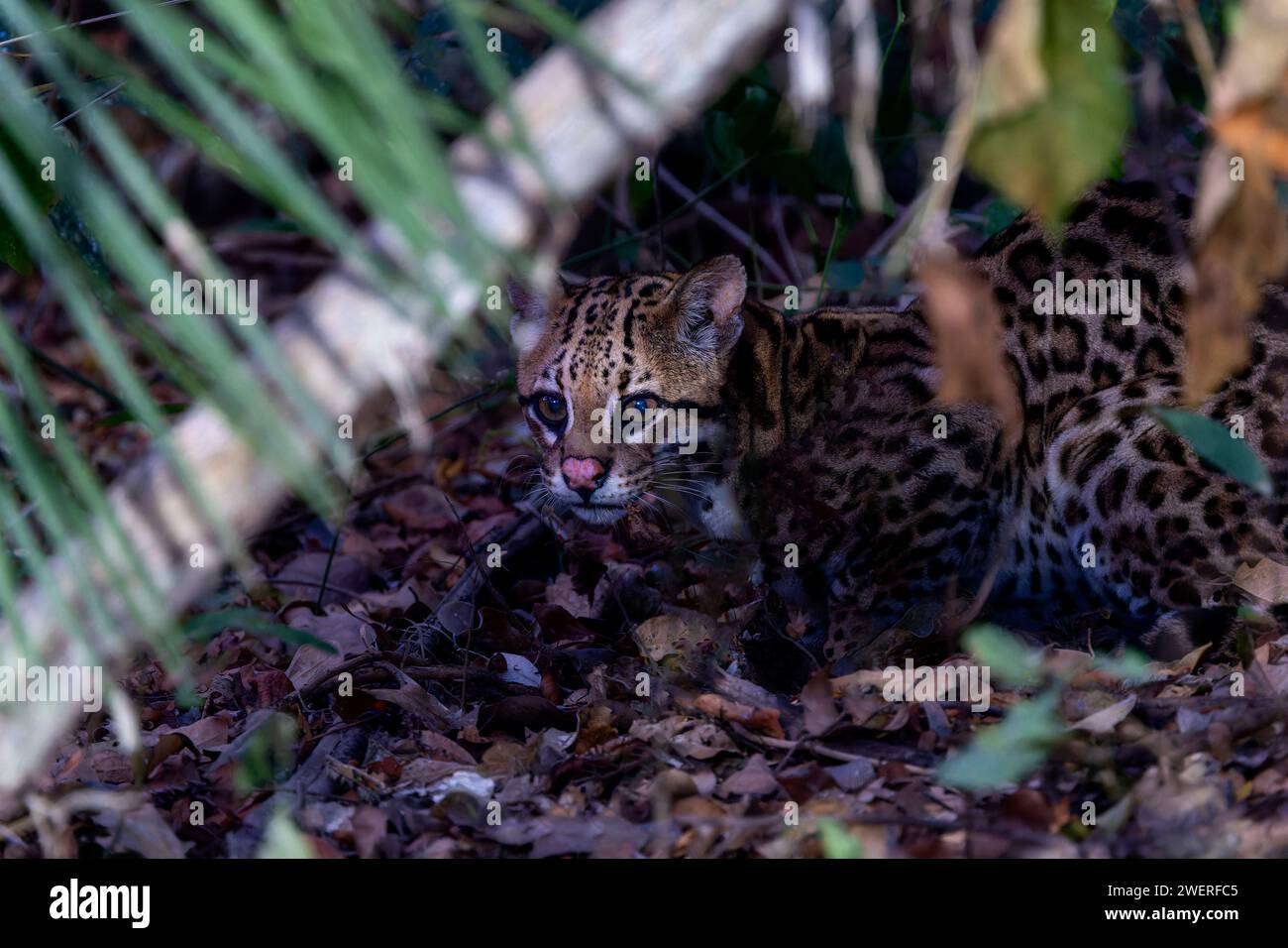 Beautiful Wild Ocelot (Leopardus pardalis) in a Brazil Forest at Night ...