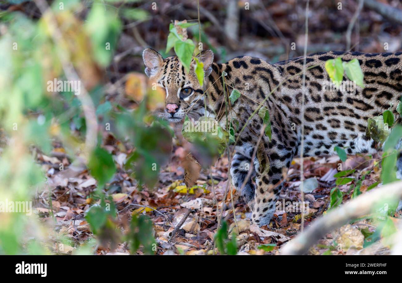 Beautiful Wild Ocelot (Leopardus pardalis) in a Brazil Forest at Night ...
