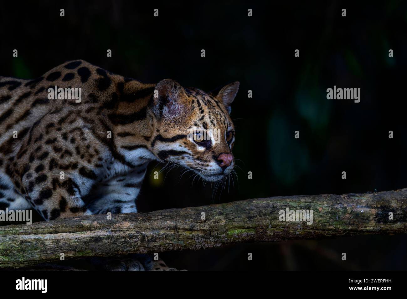 Beautiful Wild Ocelot (Leopardus pardalis) in a Brazil Forest at Night ...
