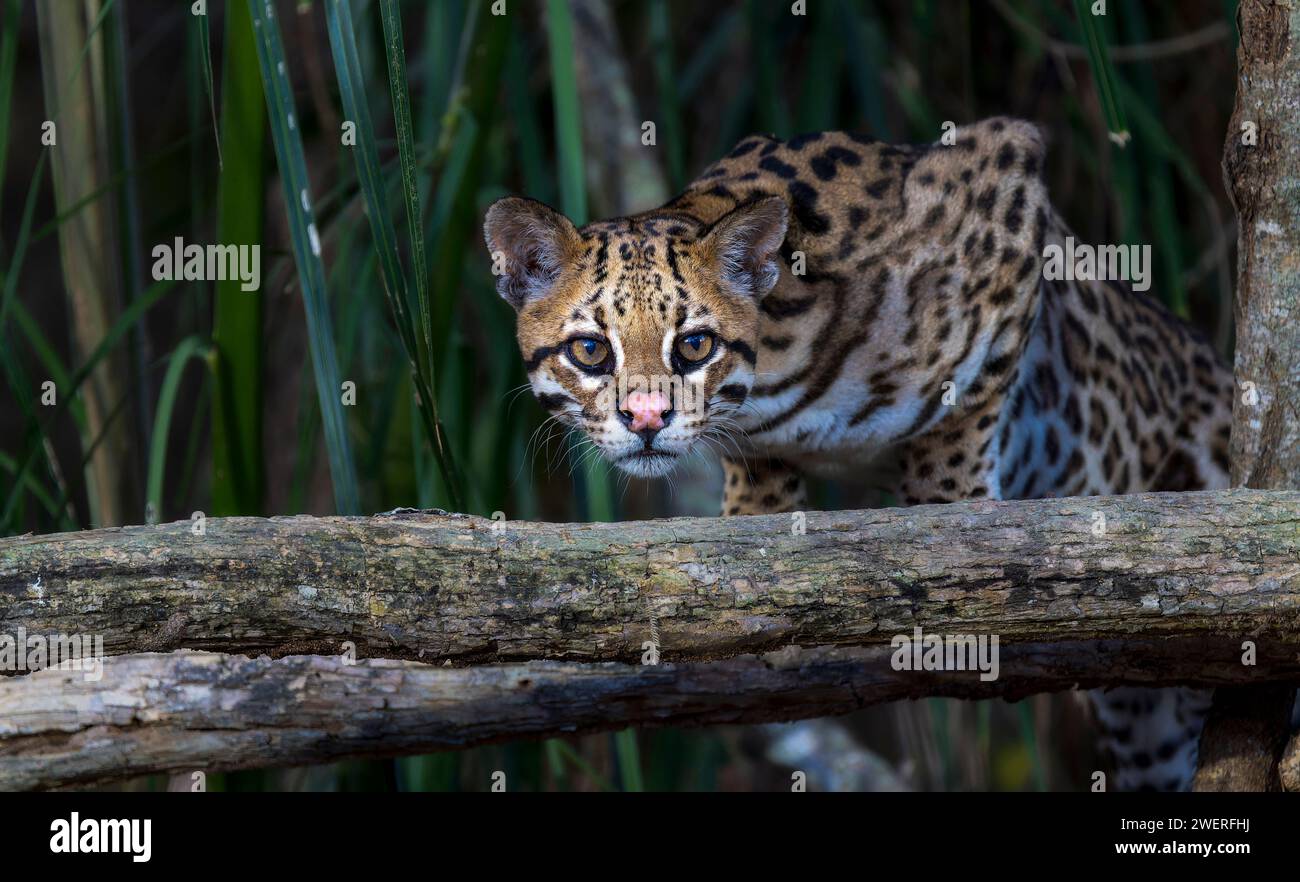 Amazon tropical rainforest ocelot hi-res stock photography and images ...