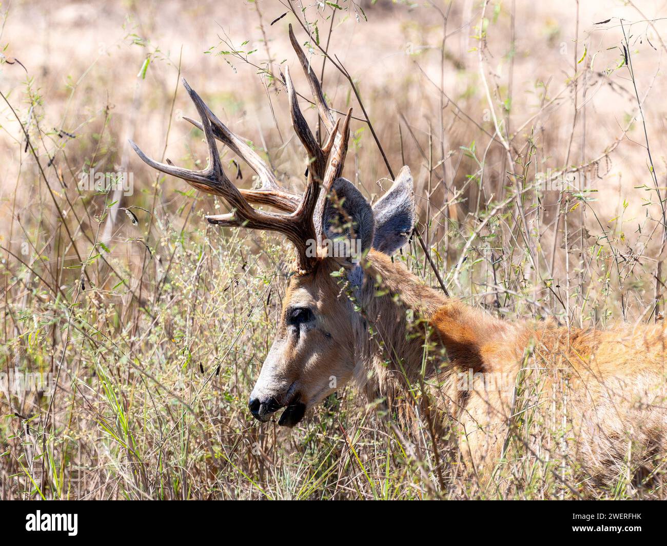 Adult marsh deer blastocerus dichotomus hi-res stock photography and ...