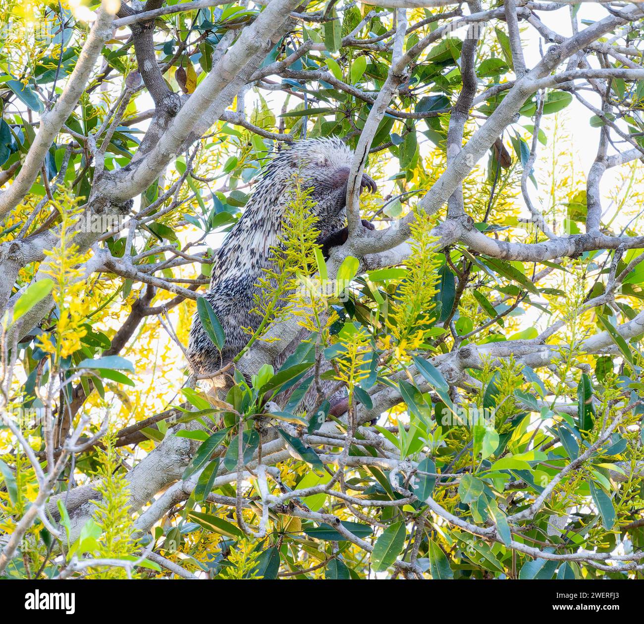 Subspecies boliviensis hi-res stock photography and images - Alamy