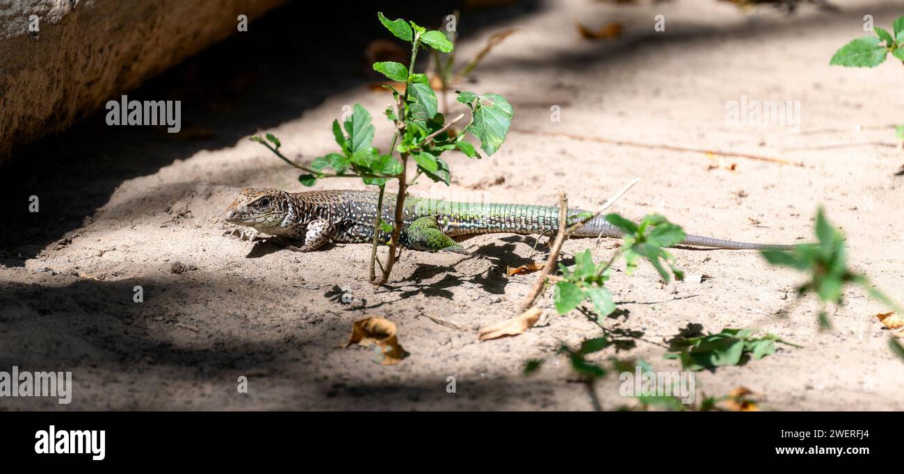 Giant Ameiva (Ameiva ameiva) on the Ground in Brazil Stock Photo - Alamy