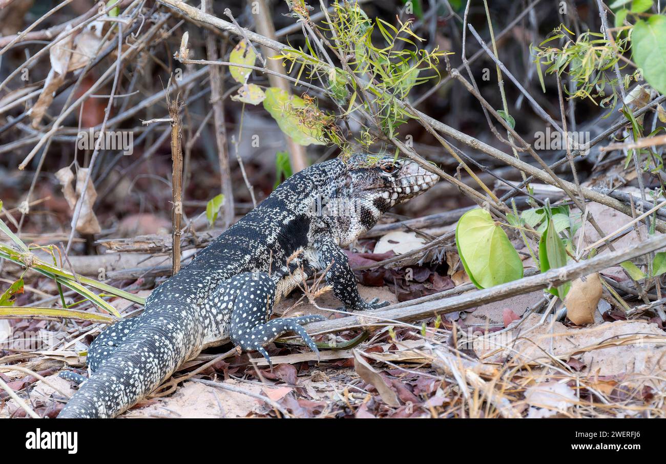 Argentine Black-and-white Tegu (Salvator merianae) Resting om the ...