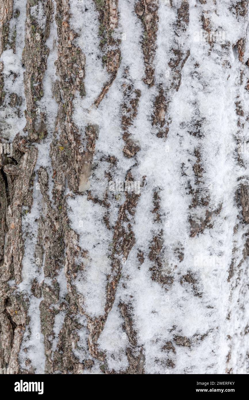 Tree bark with snow Stock Photo - Alamy