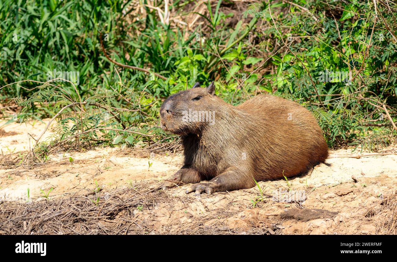 Capybara rainforest brazil hi-res stock photography and images - Alamy