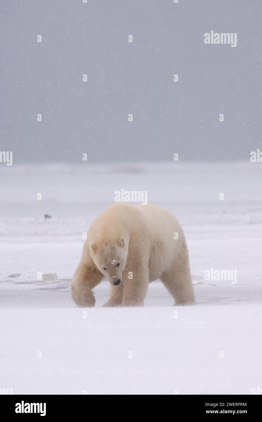 polar bear, Ursus maritimus, walking in a wind storm, 1002 coastal ...