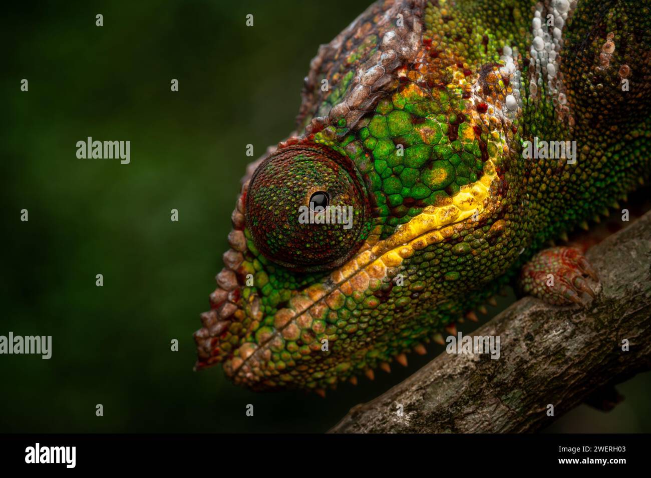 Close-up portrait of a panther chameleon showing detailed facial ...