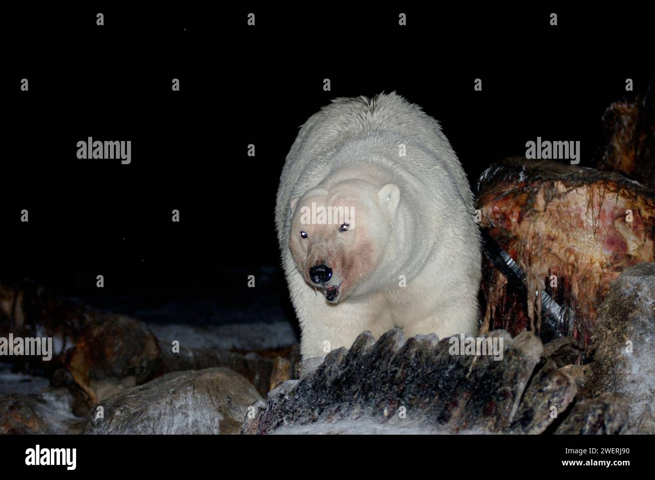 polar bear, Ursus maritimus, large boar scavenging a bowhead whale ...