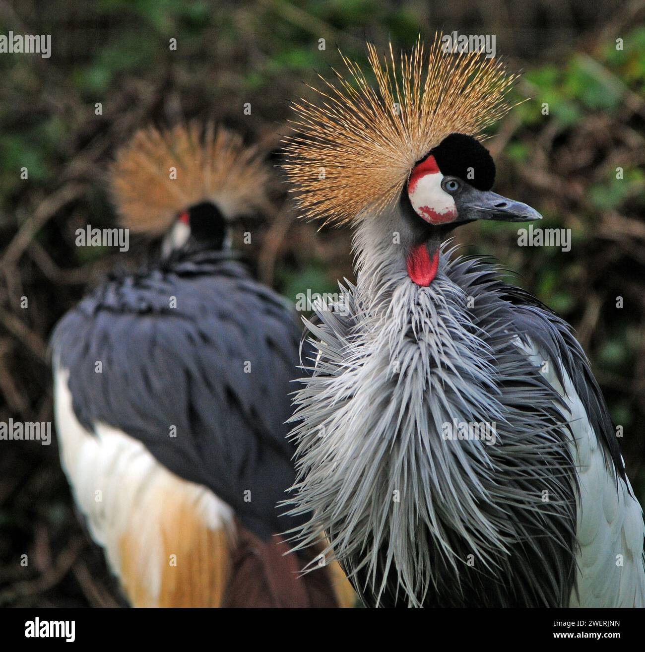 CROWNED CRANE, BIRDWORLD, FARNHAM, SURREY PIC MIKE WALKER 2024 Stock ...