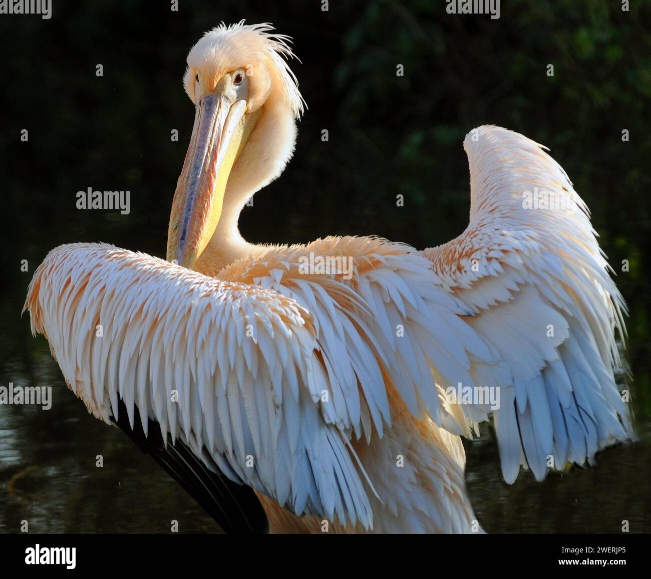 GREAT WHITE PELICANS, BIRDWORLD, FARNHAM, SURREY PIC MIKE WALKER 2024 ...
