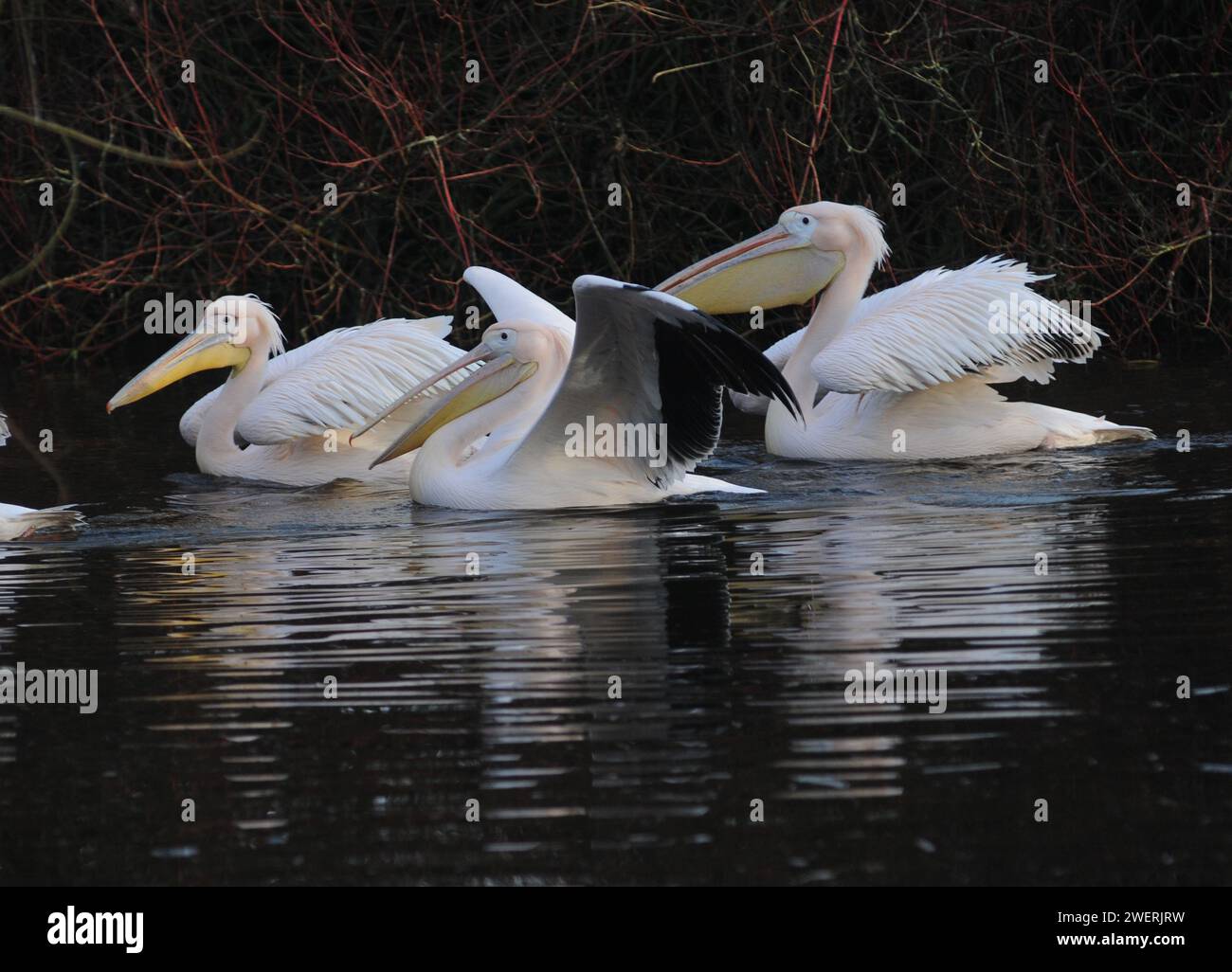 GREAT WHITE PELICANS, BIRDWORLD, FARNHAM, SURREY PIC MIKE WALKER 2024 ...