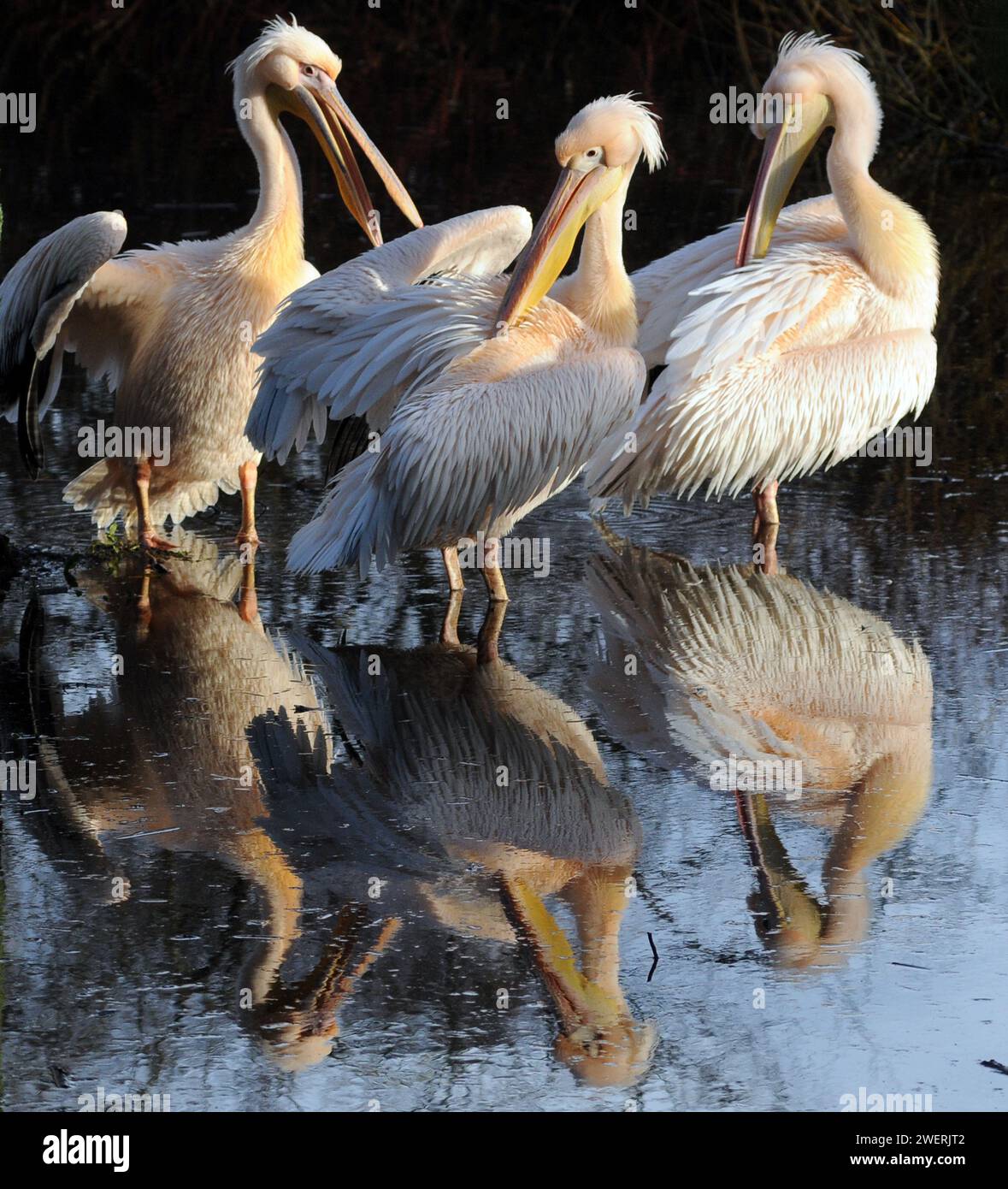 GREAT WHITE PELICANS, BIRDWORLD, FARNHAM, SURREY PIC MIKE WALKER 2024 ...