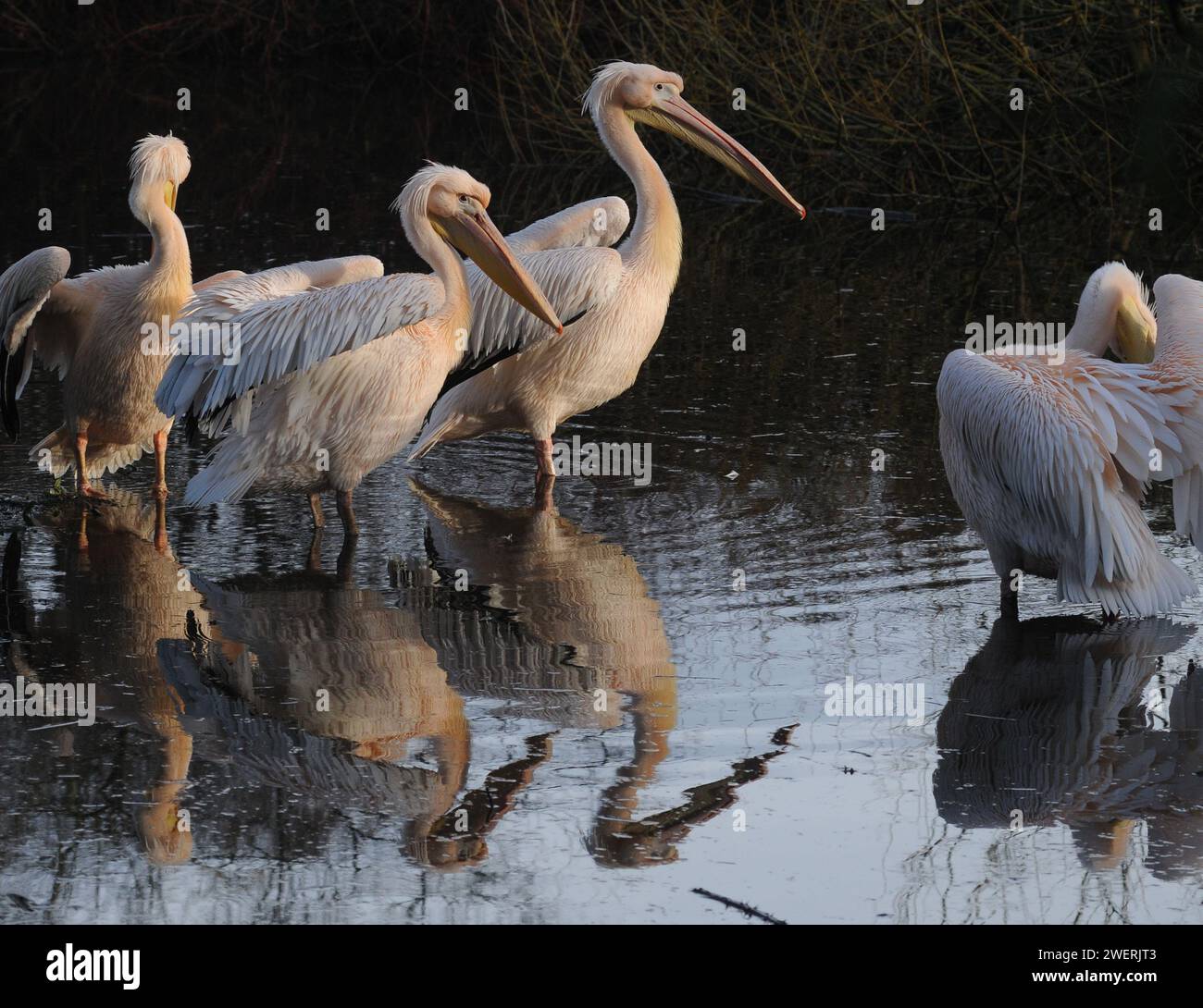 GREAT WHITE PELICANS, BIRDWORLD, FARNHAM, SURREY PIC MIKE WALKER 2024 ...