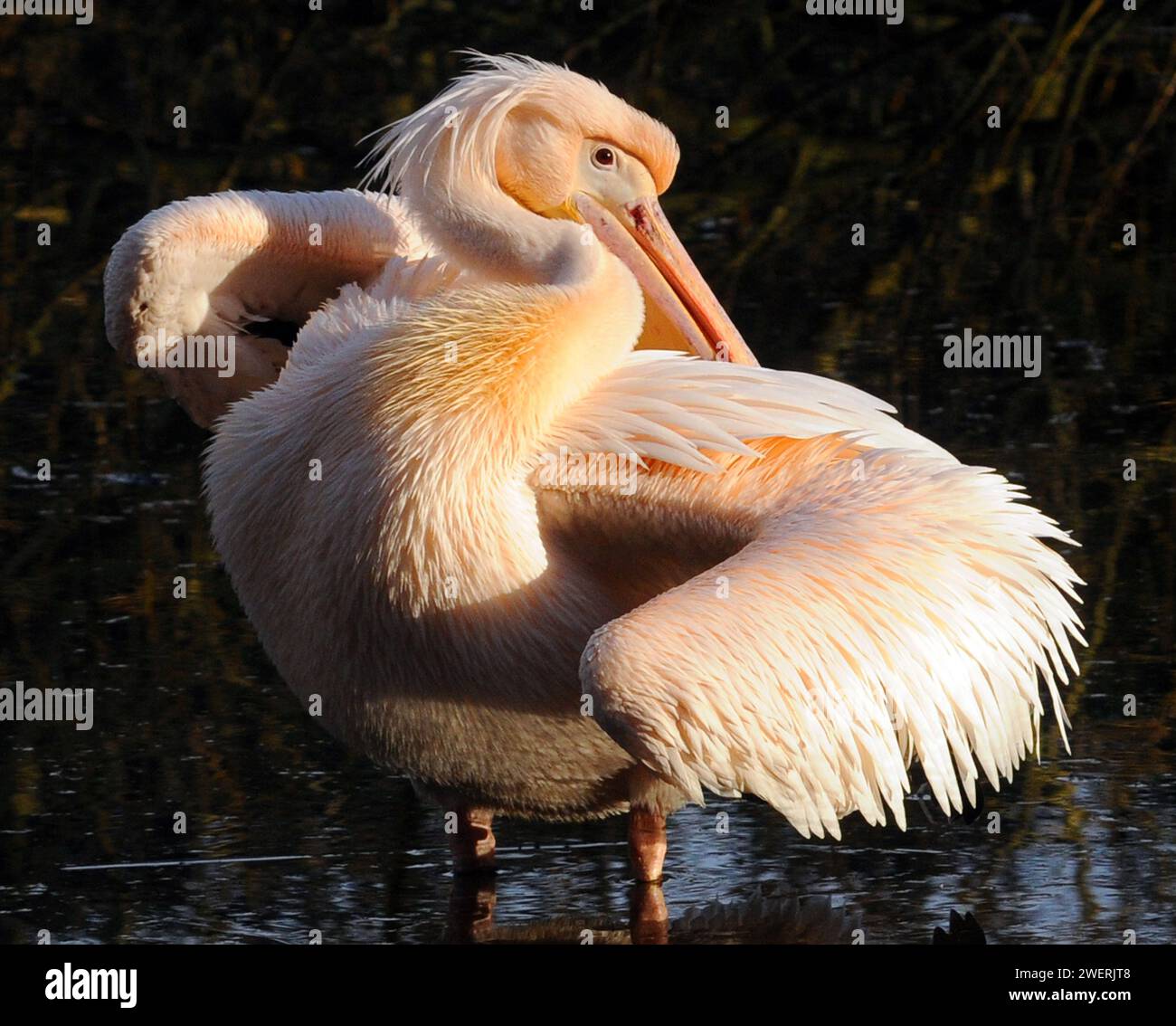 GREAT WHITE PELICANS, BIRDWORLD, FARNHAM, SURREY PIC MIKE WALKER 2024 ...