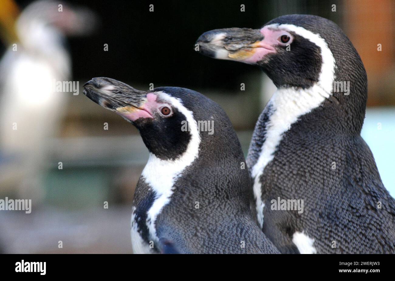 HUMBOLT PENGUINS, BIRDWORLD, FARNHAM, SURREY PIC MIKE WALKER 2024 Stock ...