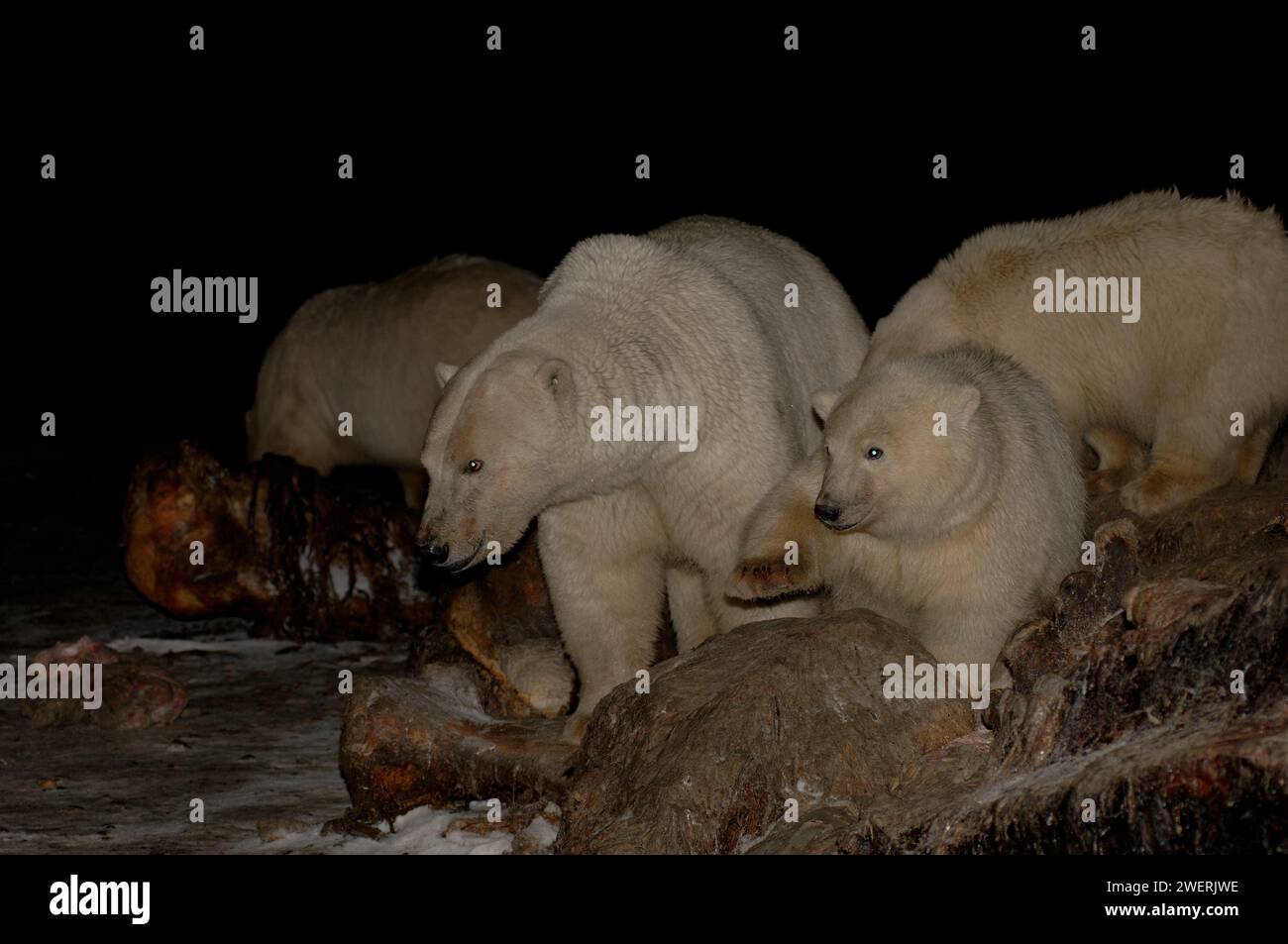 polar bear, Ursus maritimus, sow with subadult cub scavenging a bowhead ...
