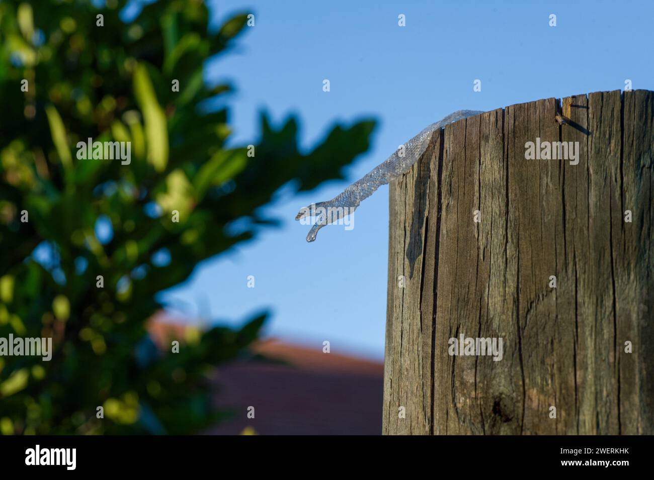 Wild snake shed skin in Florida mouth open, eye scale intact; perfect ...