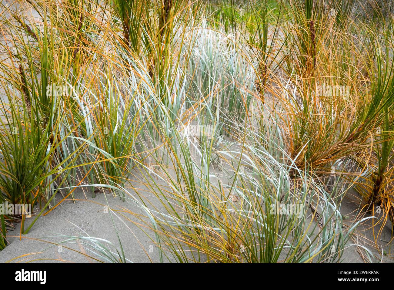 Grass on sand dunes behind beach, Seatoun, Wellington, North Island ...