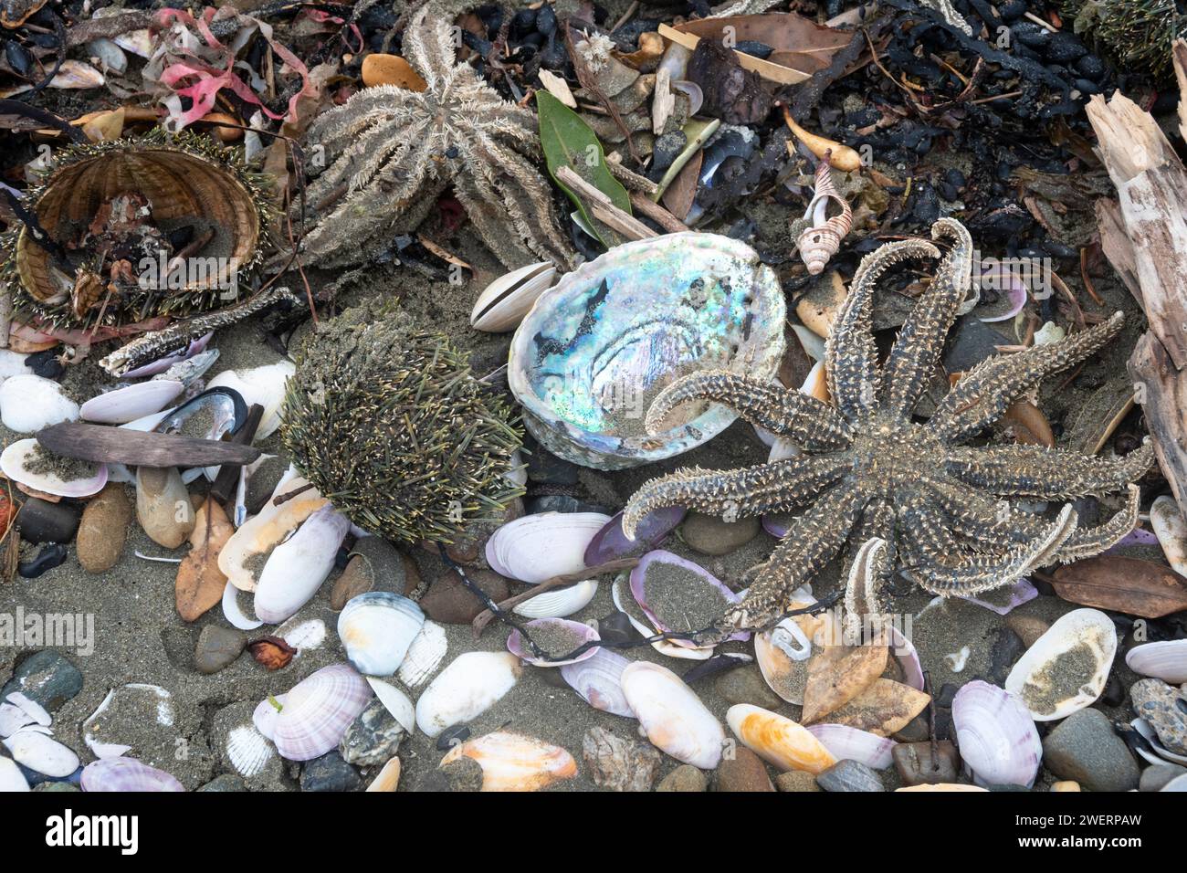 Pebbles on beach new zealand hi-res stock photography and images - Alamy