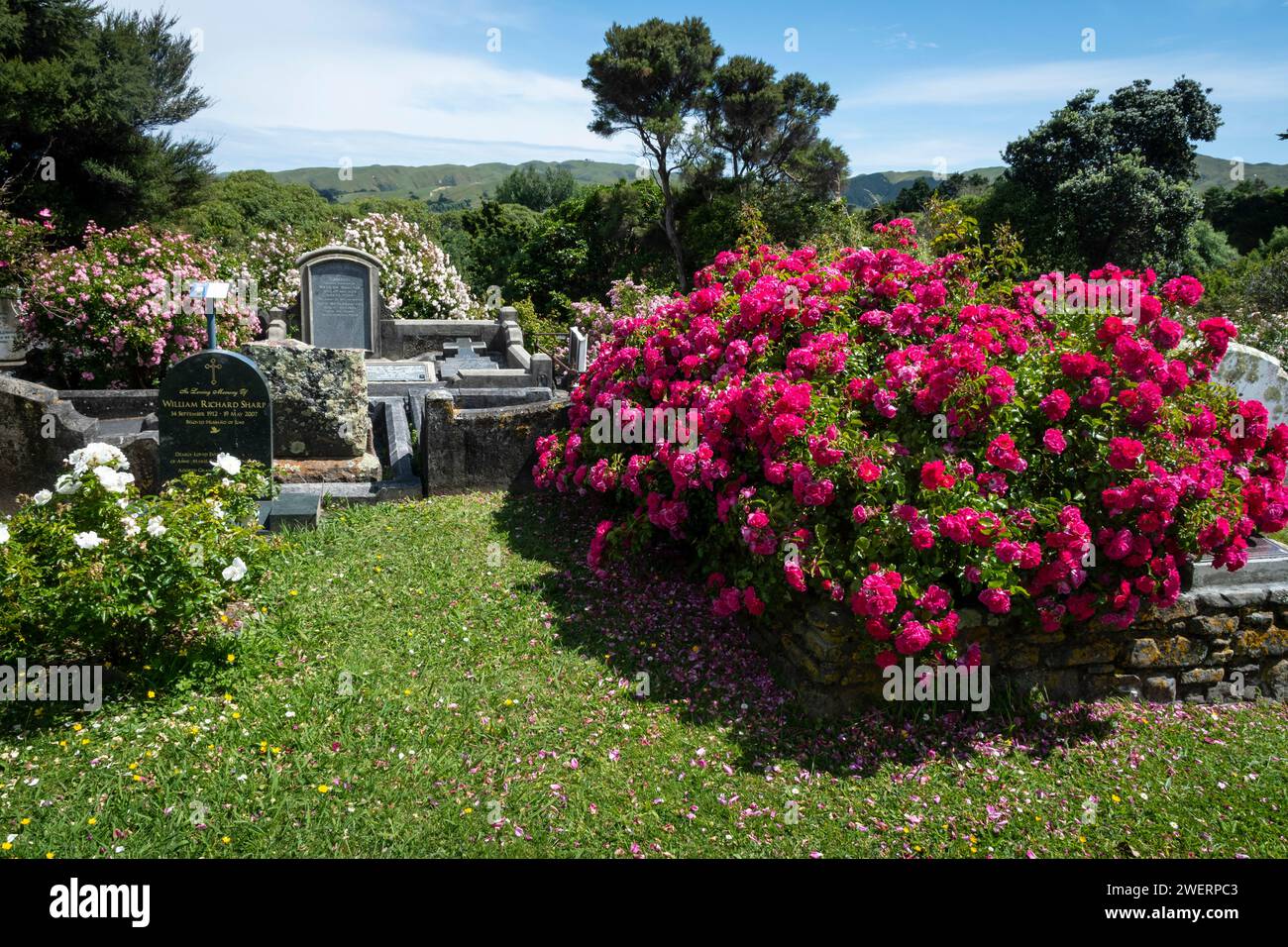 Flowers, mostly roses, in graveyard at St Alban's Church, Pauatahanui ...