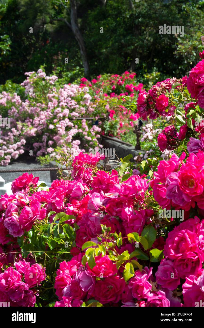 Flowers, mostly roses, in graveyard at St Alban's Church, Pauatahanui ...