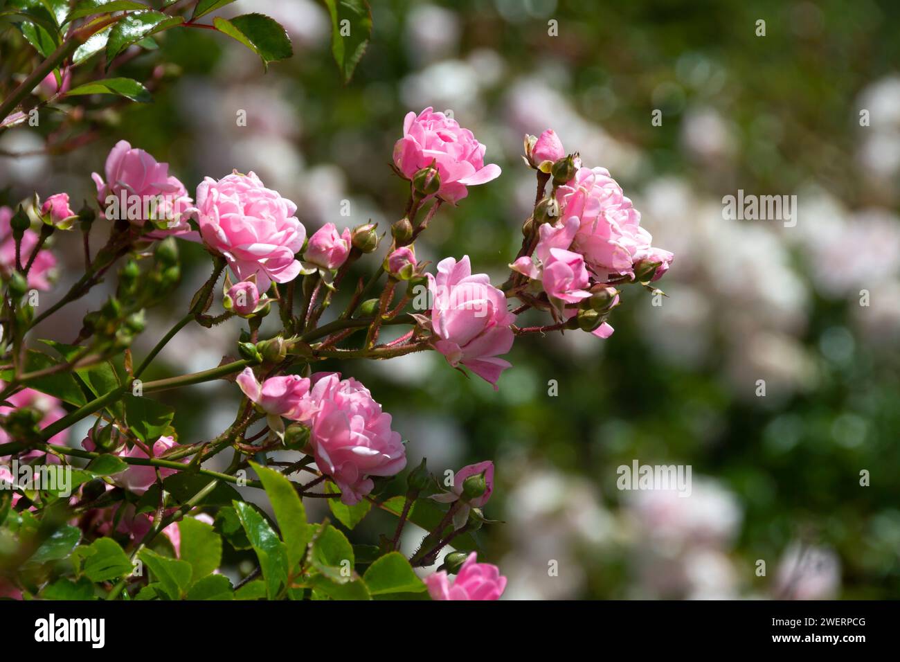 Pink flower new zealand hi-res stock photography and images - Alamy