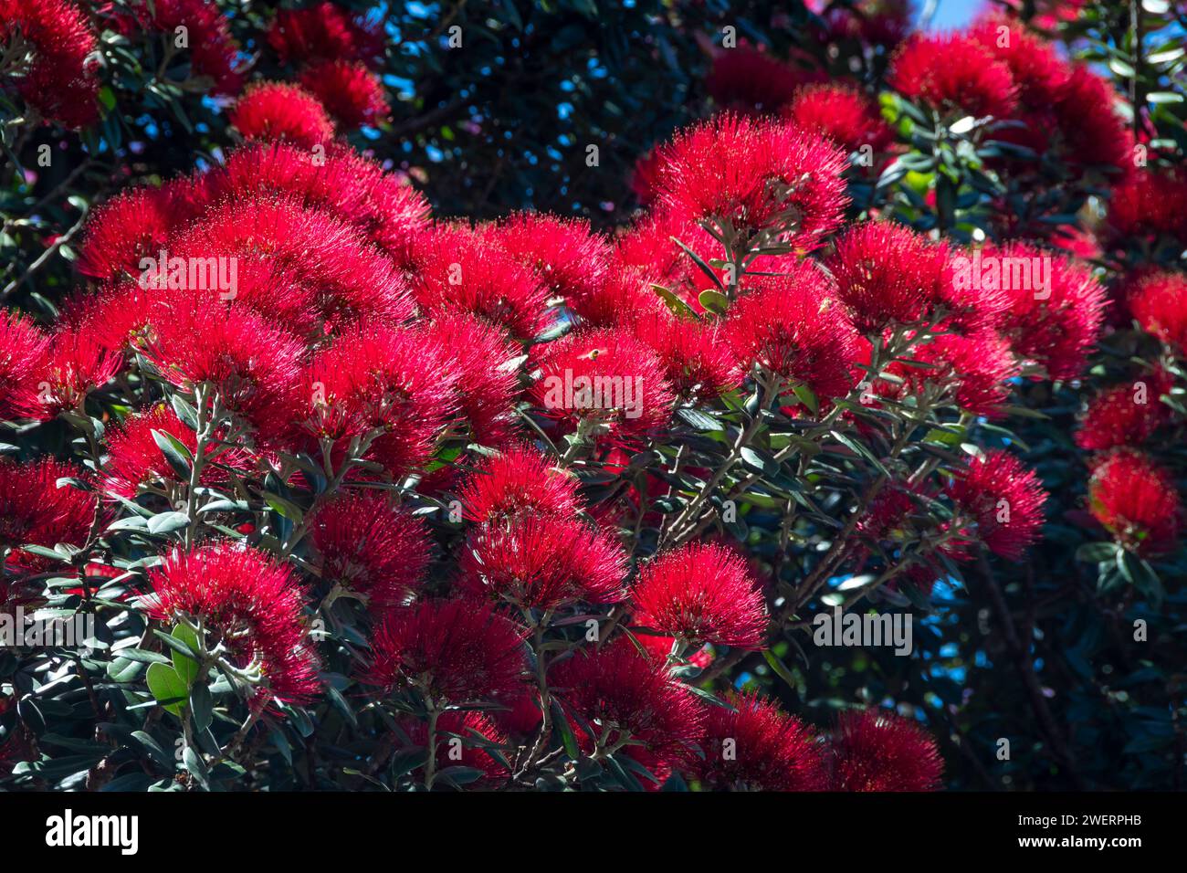 Red flowering new zealand christmas tree hi-res stock photography and ...
