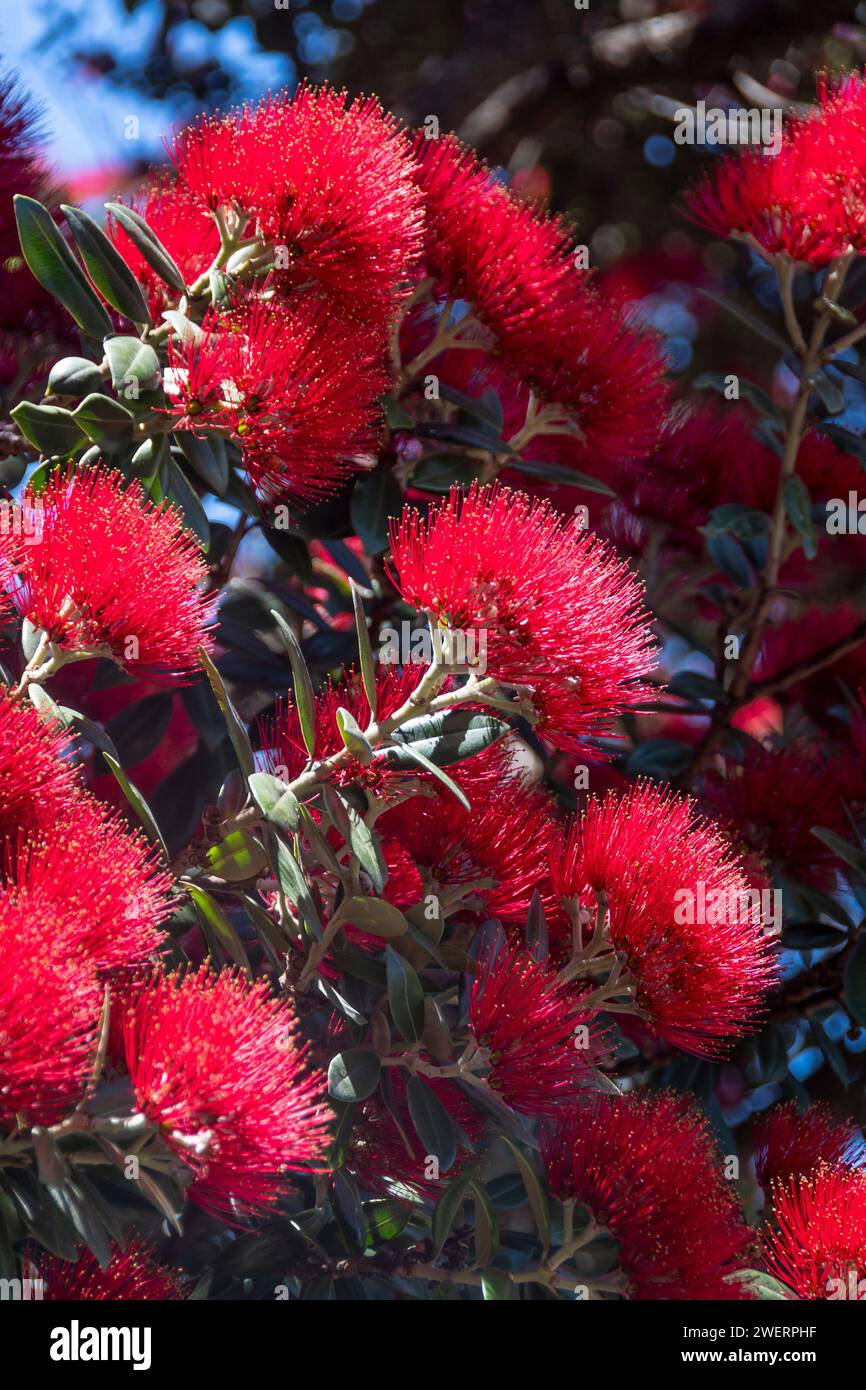 Pohutukawa tree in flower, Palmerston North, Manawatu, North Island ...