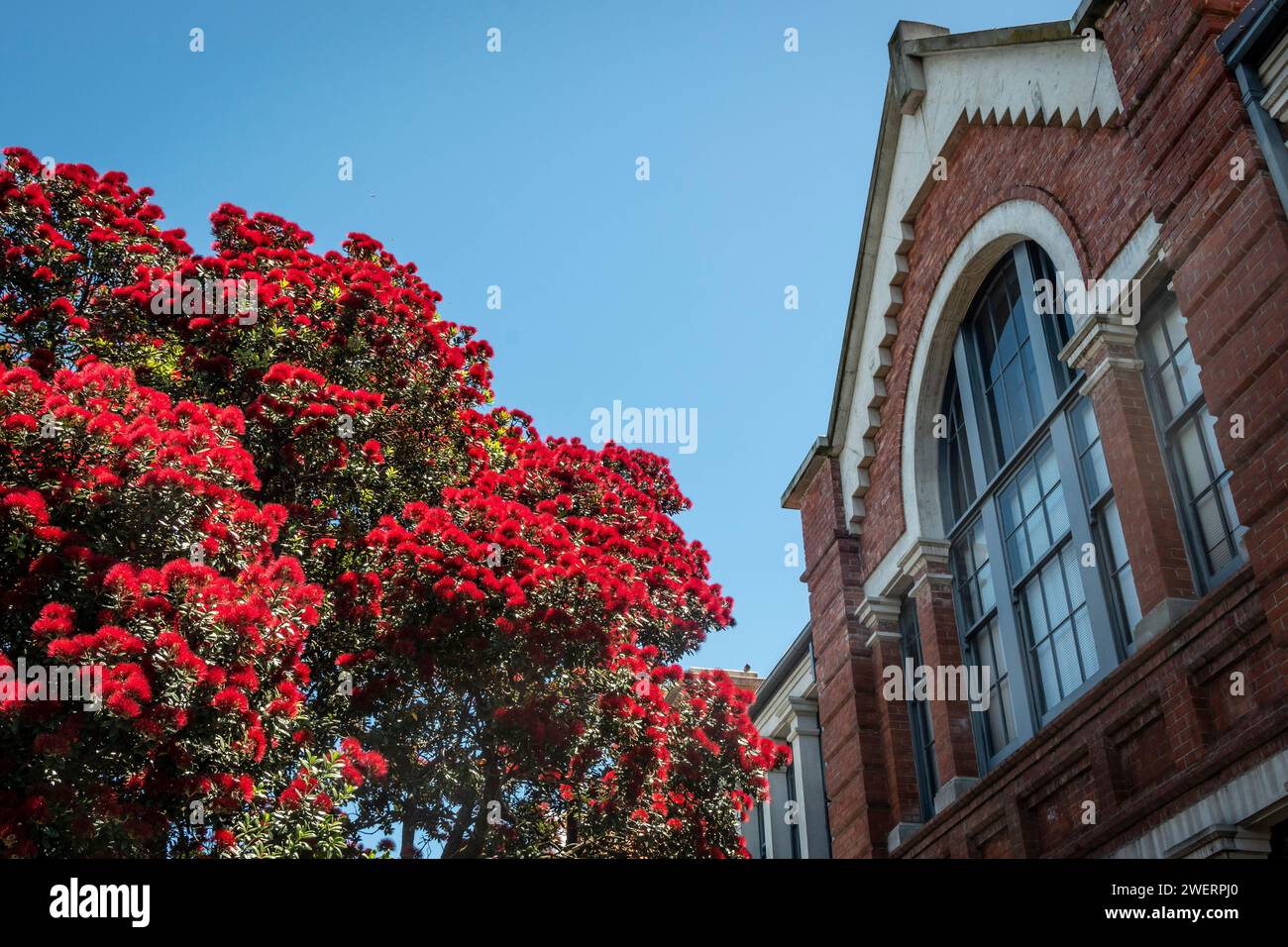 Pohutukawa tree in flower, beside old Universal College of Learning ...