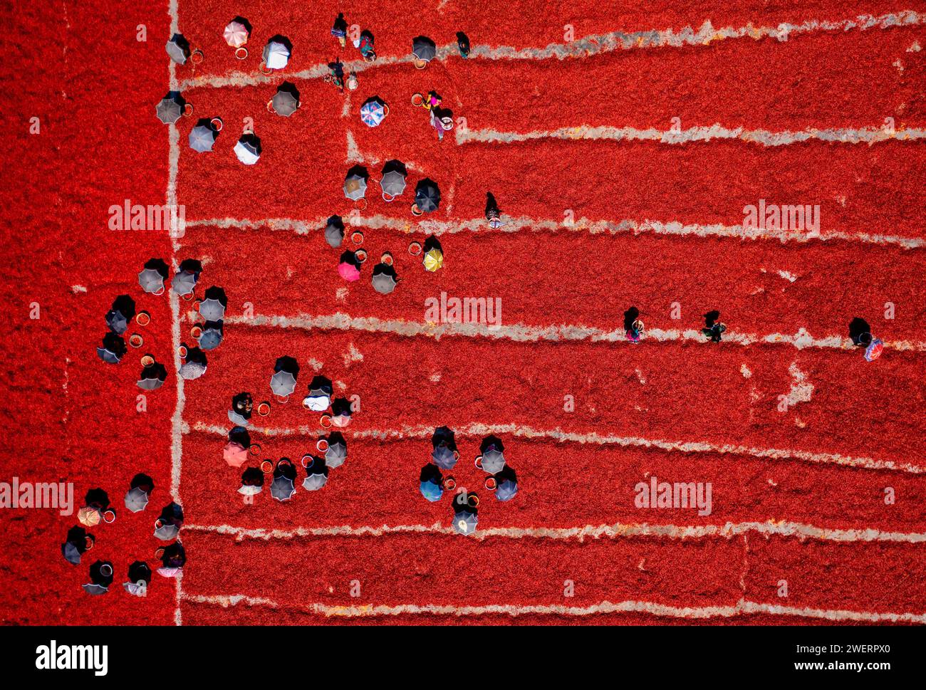 Chilli pickers hi-res stock photography and images - Alamy